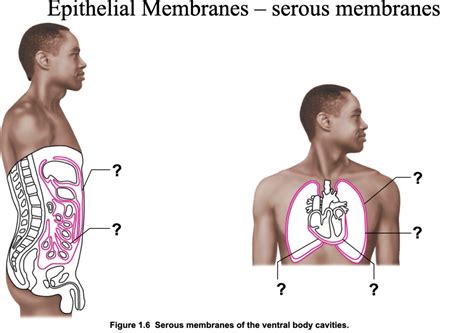 Epithelial Membranes Serous Membranes Diagram Quizlet