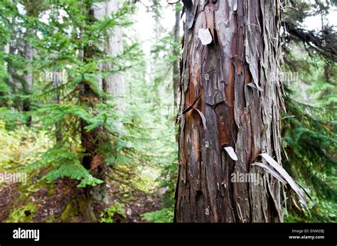 Peeling Tree Bark Stock Photo Alamy