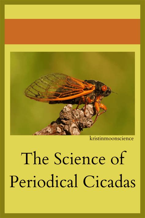 The Science Of Periodical Cicadas Kristin Moon Science