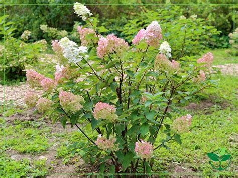 Hydrangea Types Most Popular Hydrangea Varieties Plant Index