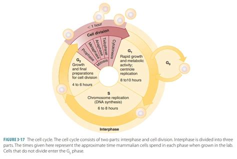 Cell Cycle Interphase