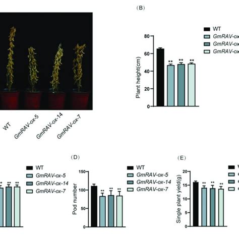 Phenotypes And Agronomic Traits Of Three T 4 Generation Transgenic