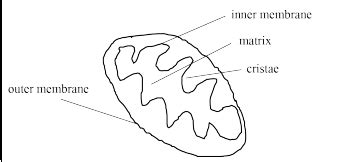 Cell Structure Function Study Guide Flashcards Quizlet