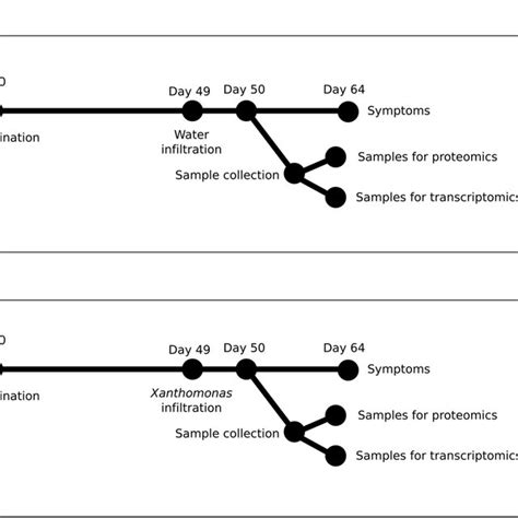 Schematic Representation Of Workflow For A Control Samples And
