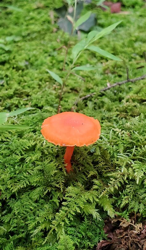 Bonus Mushroom Scrolller