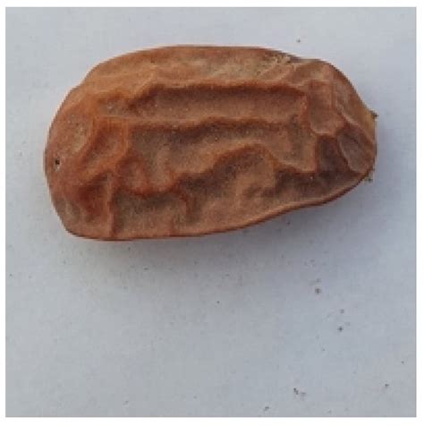 Date Fruit Classification Based On Surface Quality Using Convolutional