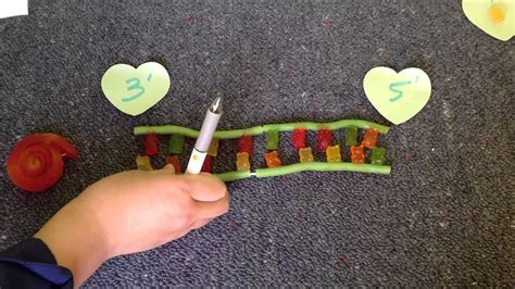 Dna Structure Model Candy