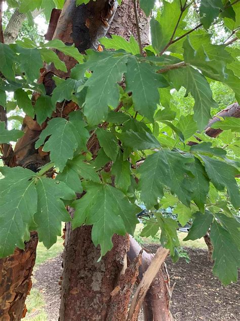 Paperbark Maple 1 2 1 Linda Hall Library