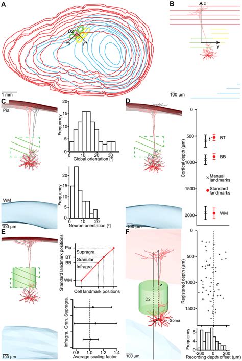 Registration Of 3d Neuron Morphologies To The Standardized Barrel