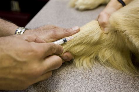 Euthanasia By Injection Ebi Maples Center For Forensic Medicine