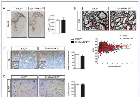 the impact of conditional ablation of neuronal ikk2 on neurons axons