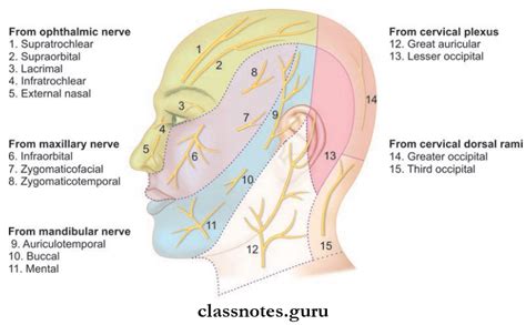 Scalp Temple And Face Question Ans Answers Class Notes