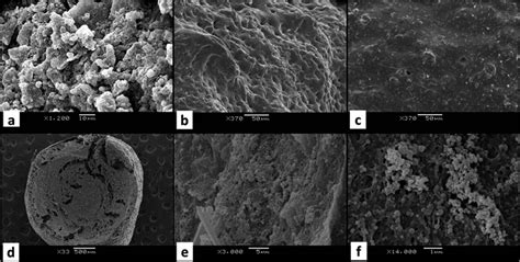 Scanning Electron Micrograph Of A Starting Biomaterial Used To Form
