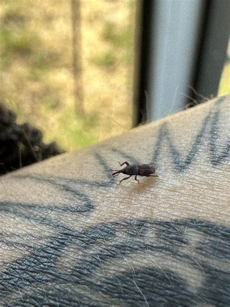 Weevil Found In My Bed R Weeviltime