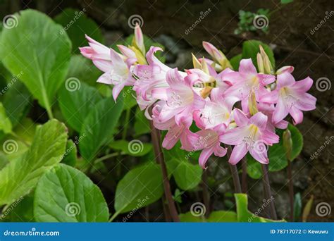 Pale Pink And White Flower Of Belladonna Lily Jersey Lily Naked Lady