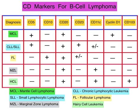 Overview Of Specific Adaptive Immunity Microbiology Openstax Artofit