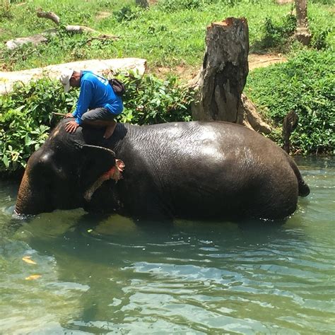 Nosey Parkers Elephant Camp Private Day Tours Lohnt Es Sich