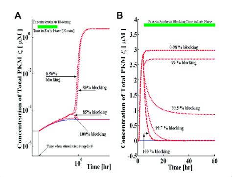 Blocking Of Protein Synthesis During The Early And Late Phases In A Download Scientific Diagram