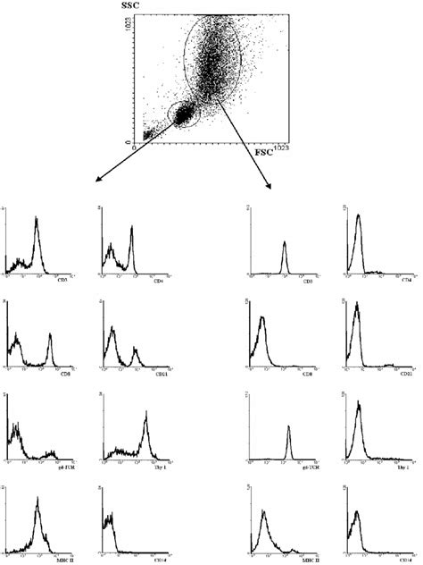 Results Of A Flow Cytometry Analysis Of A Sample From The Prescapular Download Scientific