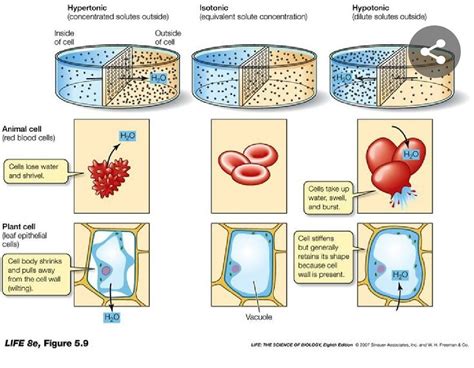 2 3 Cell Structure And Function Cells The Basic Units Of Life Artofit