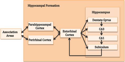 Prefrontal Cortex Decision Making