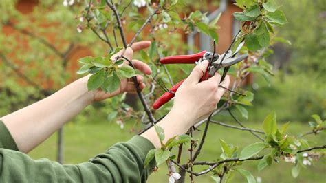 Should You Thin Your Cherry Tree