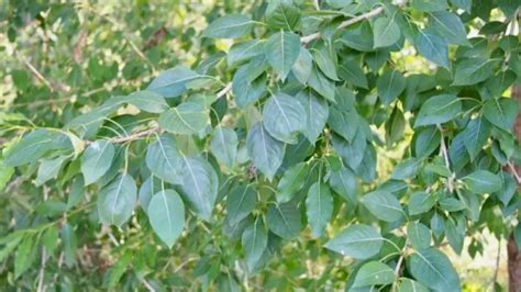 24 Types Of Poplar Trees Pictures And Leaves Identification