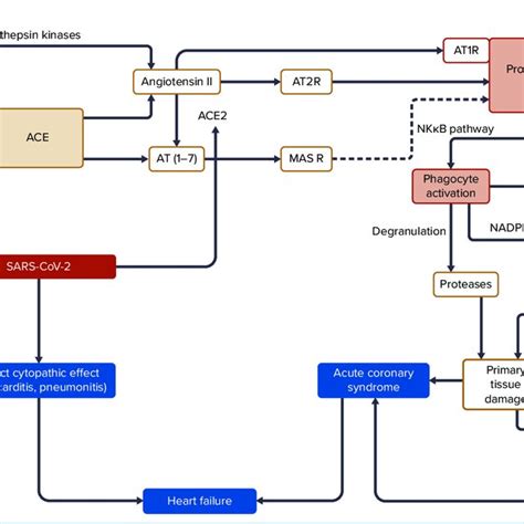 Cardiovascular Effects Of Sars Cov 2 Infection Download Scientific Diagram