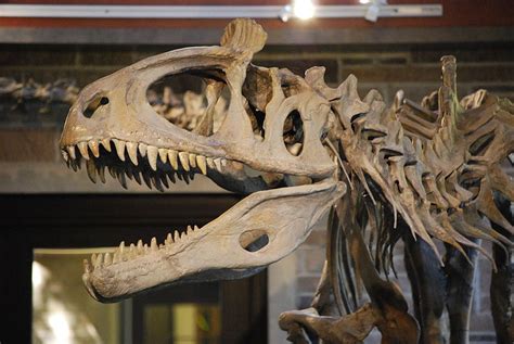 Криолофозавр Cryolophosaurus — Динопедия