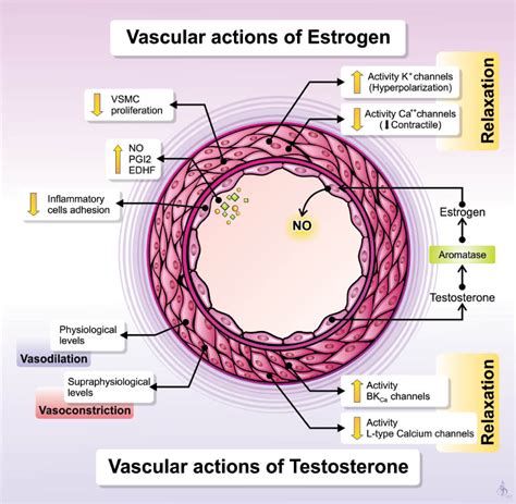Sex Hormones In The Cardiovascular System