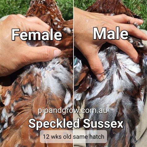 Sussex Sexing Tips Pip Grow