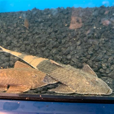 Whiptail Catfish Pseudohemiodon Apithanos Jumbo For Sale Exotic