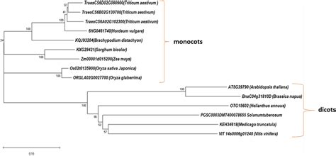 The Neighbourjoining Phylogenetic Tree Of PTST Protein From MAFFT Download Scientific Diagram