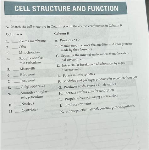 Solved CELL STRUCTURE AND FUNCTIONA Match The Cell Chegg