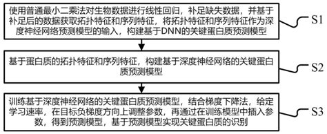 一种融合神经网络和最小二乘法的关键蛋白质识别方法及识别终端