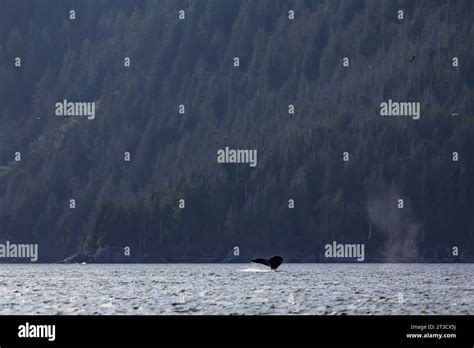 Humpback Whale Megaptera Novaeangliae Initiating A Dive After Blowing