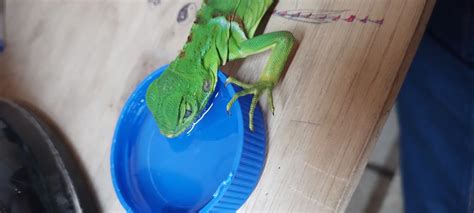 Top Memes De Iguana En Español Memedroid