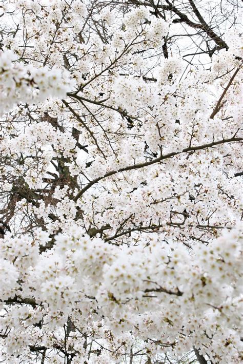 White Sakura Wallpapers Wallpaper Cave