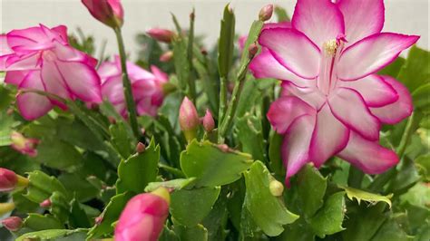 화원에서 온 옛날원종게발선인장 꽃봉오리 달리기 위한 분갈이법 목기린선인장 키우기노란가제발 물주는법💖 Youtube