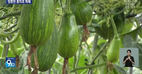 ‘둥근 호박 심었더니 ‘길쭉한 호박엉뚱한 종자에 판매도 못해