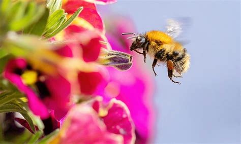Math Behind Bees Blooms And Better Harvests Mirage News