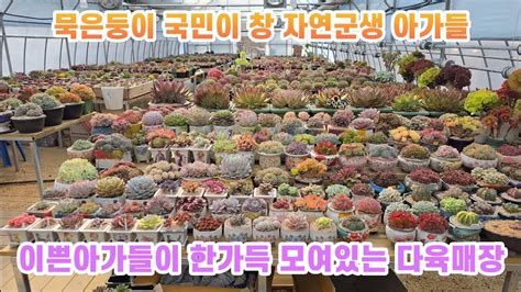 이쁜 아가들이 반겨주는 새내기 유튜버의 아담한 다육이 매장 이리저리 둘러봐도 이쁜 아가들뿐 묵둥이 창 국민이 자연군생 다육이 수제화분 자구번식 쥬얼리다육