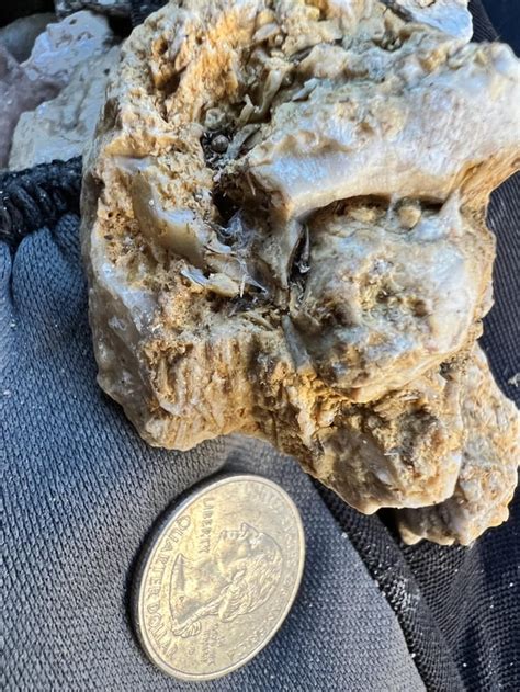 Are These Fossilized Coral Fragments Plant Material Or Possibly Hash Tia North Texas