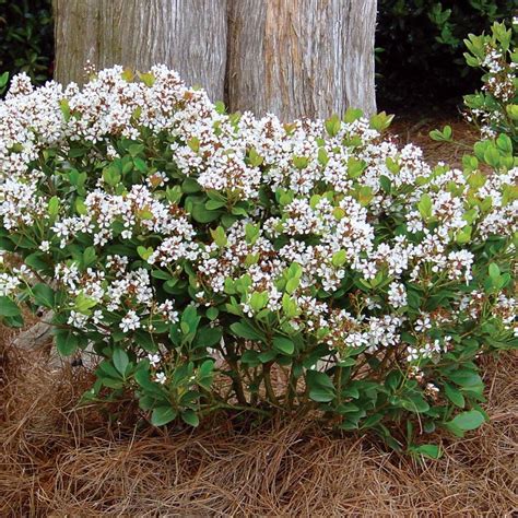 Dwarf Indian Hawthorn Hedge