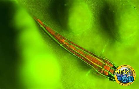 放射荧光的海洋生物 神秘的地球 科学 自然 地理 探索
