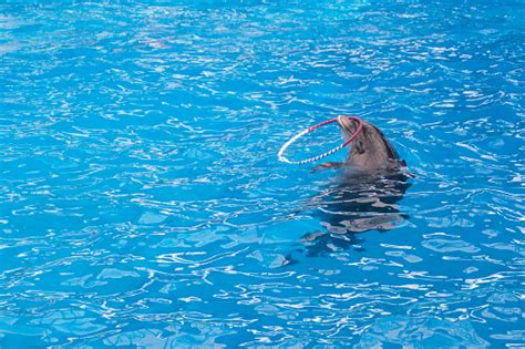 귀여운 회색 돌고래는 푸른 물에서 수영 복사 공간 텍스트에 대한 장소 병코 돌고래 야생 해양 포유류 돌고래 돌고래 수족관 쇼