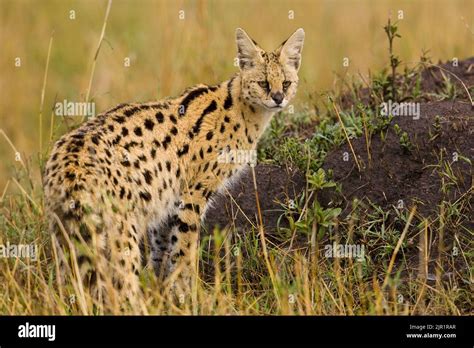 Serval Leptailurus Serval Stock Photo Alamy