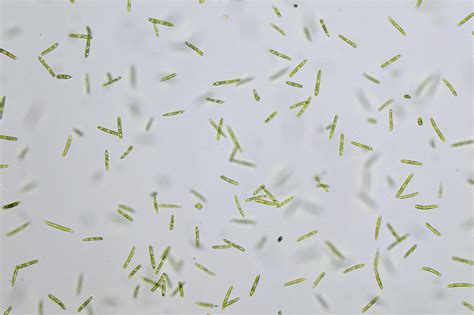 Euglena Gracilis Blades Biological Ltd Kent