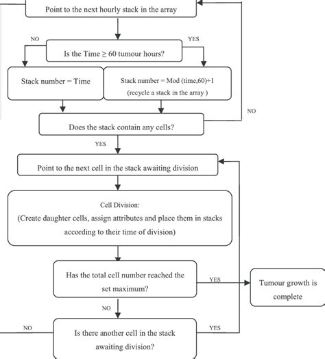 Cell Division Algorithm Flow Chart Where All References To Time And In Download Scientific