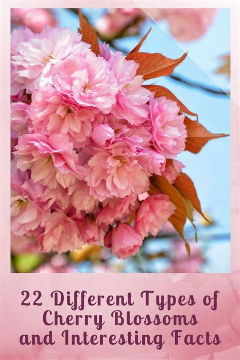 Types Of Cherry Blossom Tree [ ] Cherry Blossom